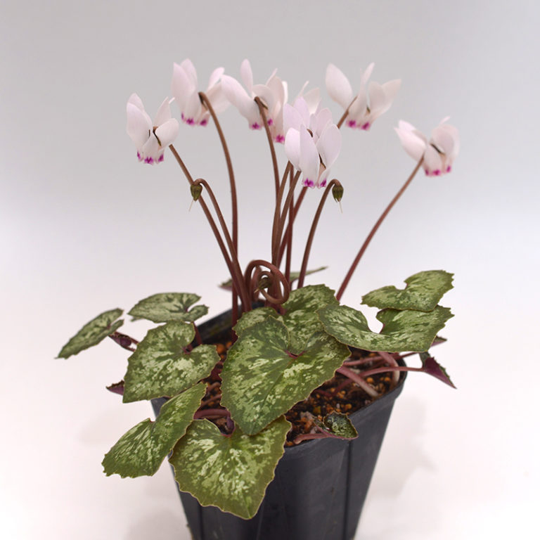 原種シクラメン シプリアムについて Cyclamen cyprium